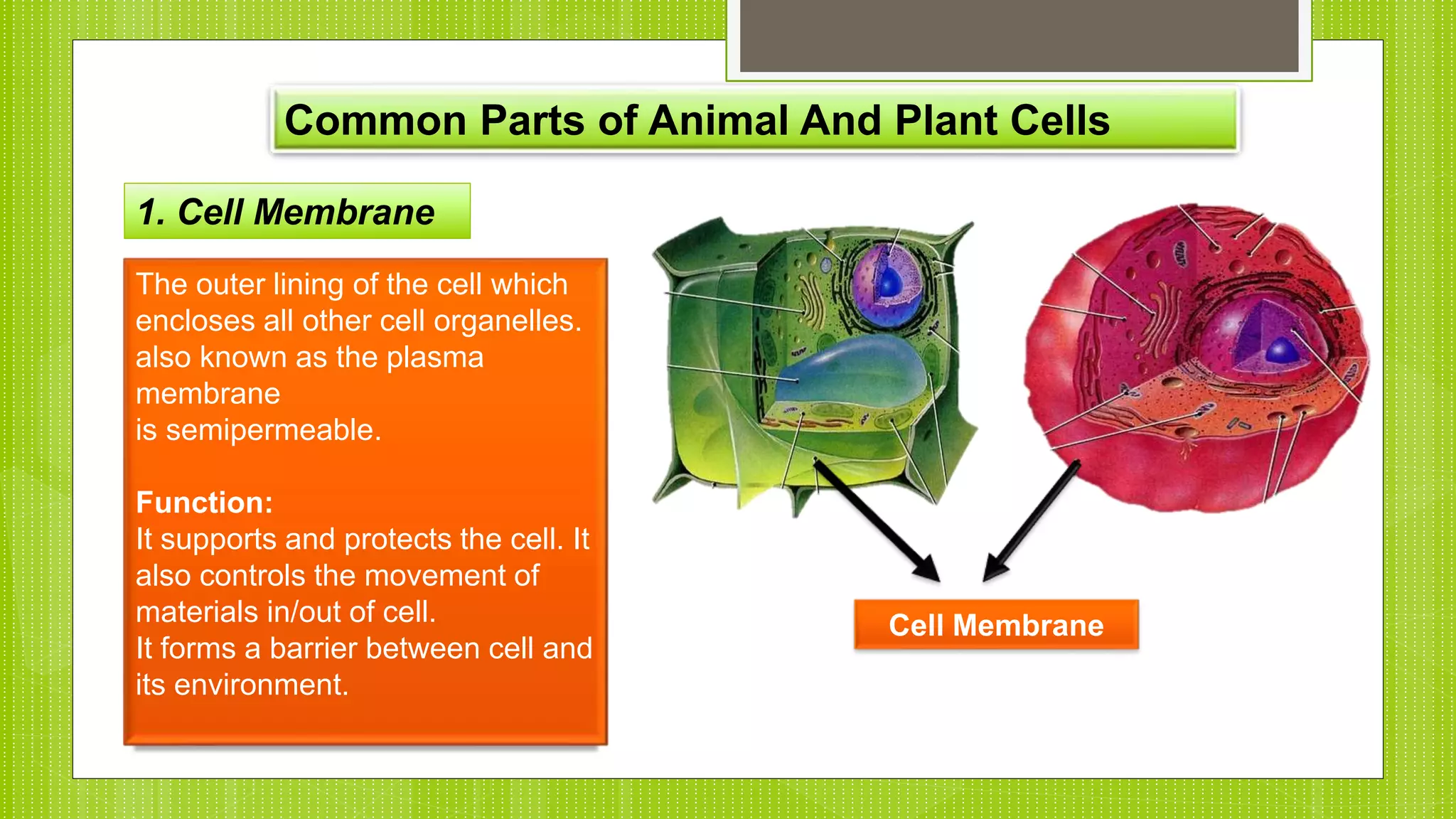 Plant and Animal Cells | PPTX