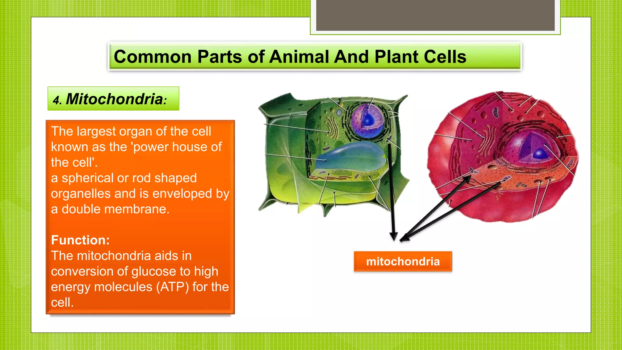 Plant and Animal Cells | PPTX