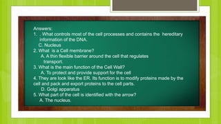 Plant and Animal Cells | PPTX