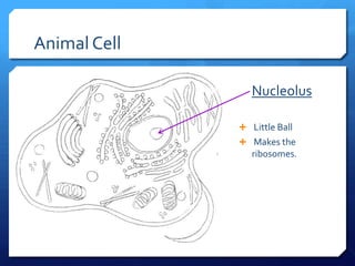 Plant animal cells ppt | PPTX