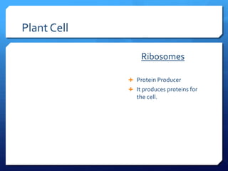 Plant animal cells ppt | PPTX