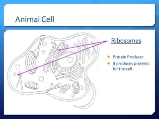 Plant animal cells ppt | PPT