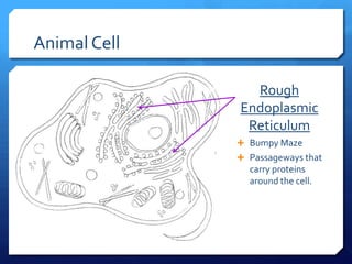 Plant animal cells ppt | PPT