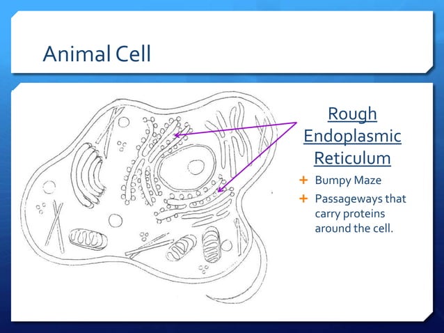 Plant animal cells ppt | PPT