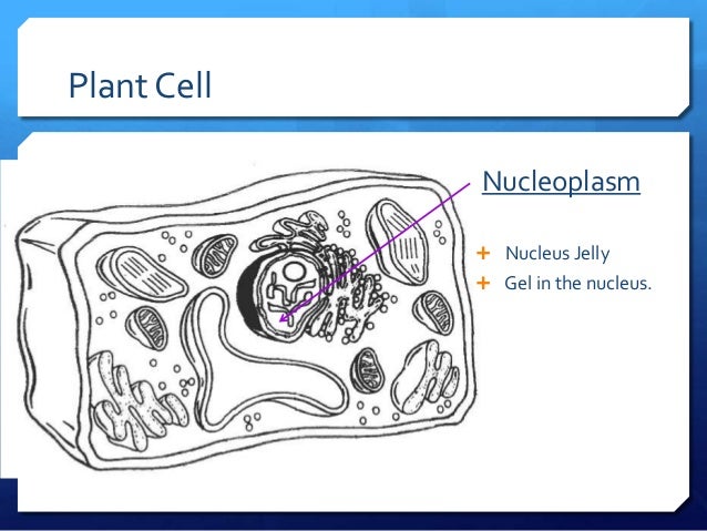Plant animal cells ppt