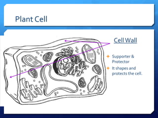 Plant animal cells ppt | PPTX
