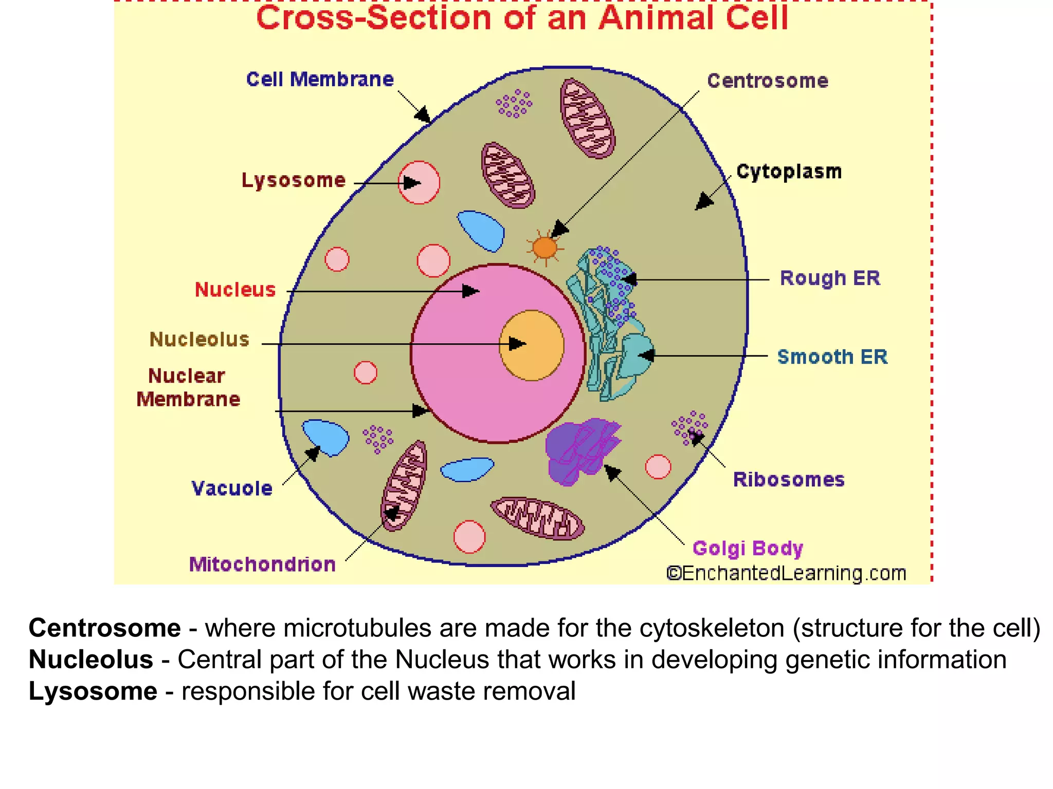 Cross-Section of Plant and Animal Cell | PPT
