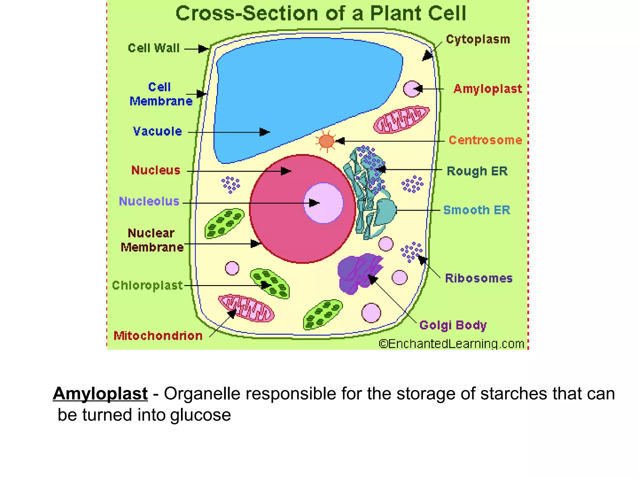 Cross-Section of Plant and Animal Cell | PPT