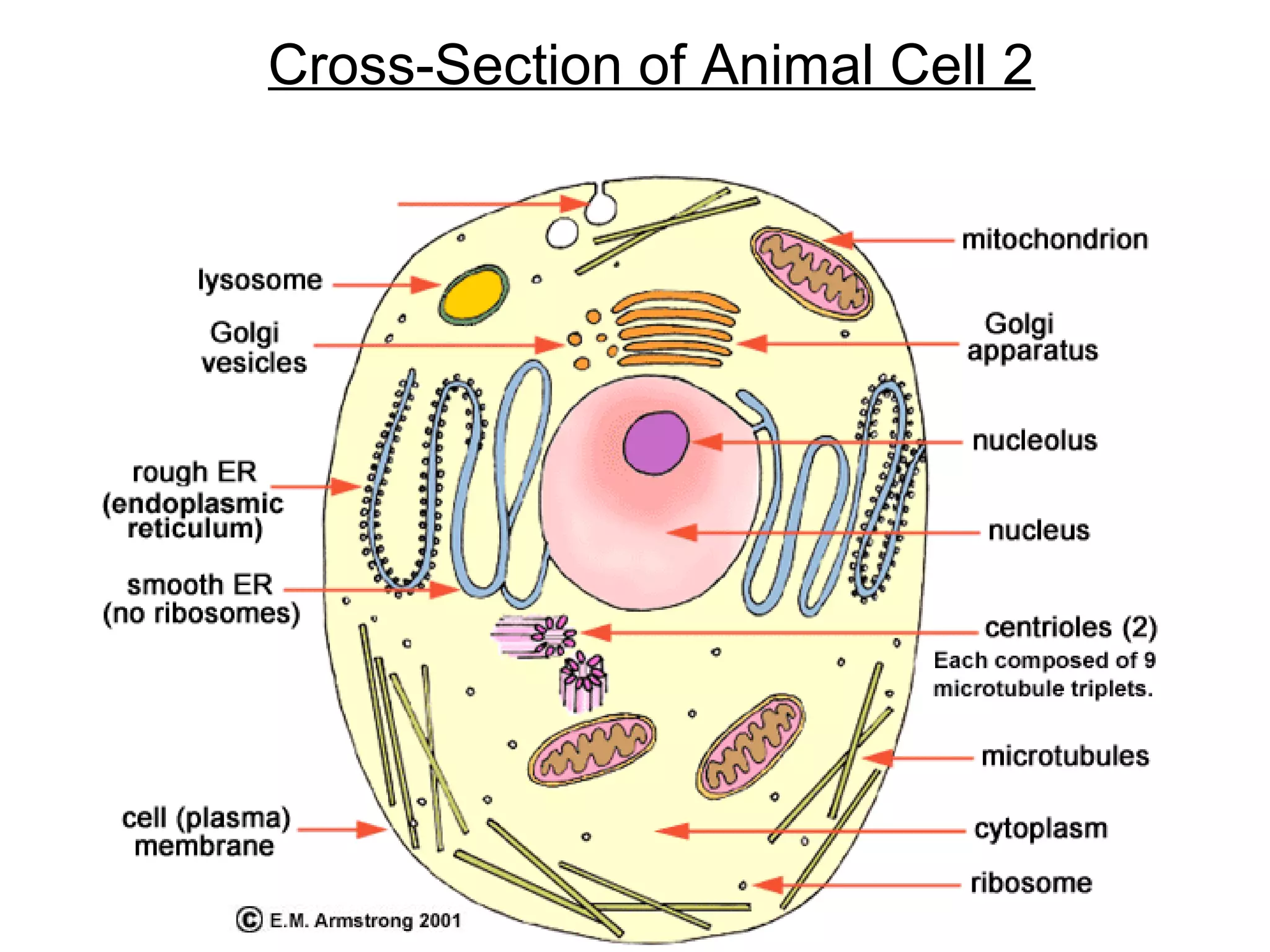 Cross-Section of Plant and Animal Cell | PPT