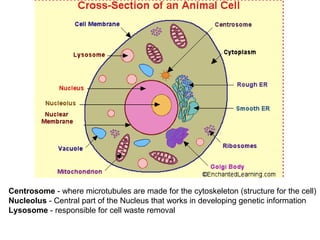 Cross-Section of Plant and Animal Cell | PPT