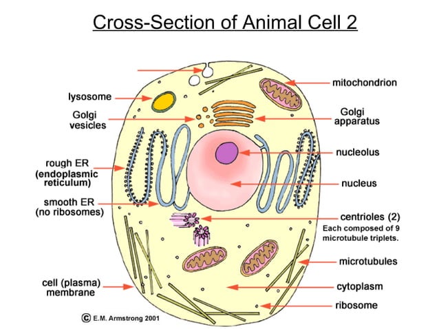 Cross-Section of Plant and Animal Cell | PPT