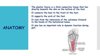 Plantar fasciitis by Charmi Kaushik(BPT) | PPTX