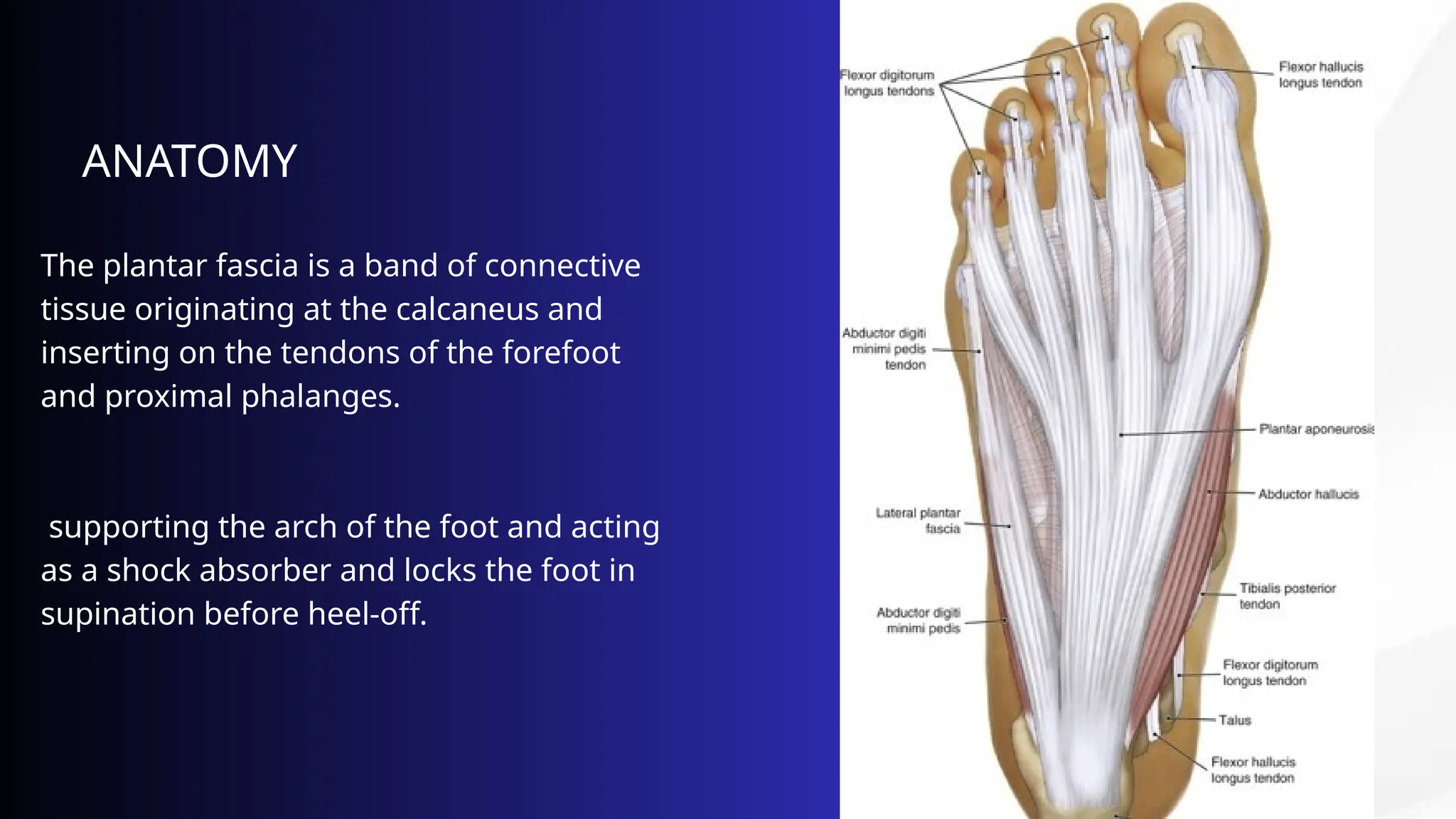 PLANTAR FASCIITIS or PLANTER HEEL PAIN.pptx