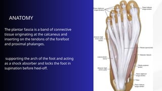 PLANTAR FASCIITIS or PLANTER HEEL PAIN.pptx