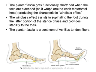plantar fascitis.pptx management and clinical features | PPTX