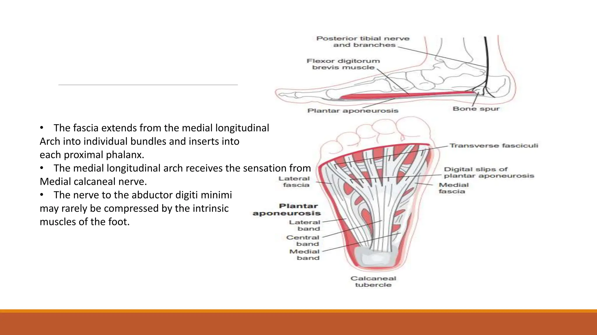 PLANTAR FASCITIIS :MANAGEMENT AND PHYSIOTHERAPY | PPTX