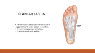 PLANTAR FASCITIIS :MANAGEMENT AND PHYSIOTHERAPY | PPTX