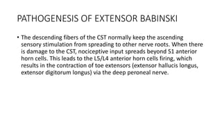 Plantar reflex | PPTX