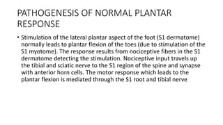 Plantar reflex | PPTX