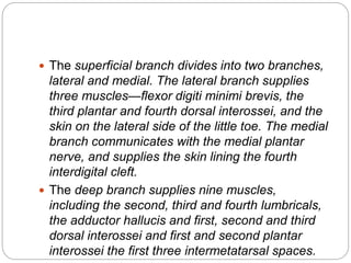 Plantar vessels and nerves | PPTX