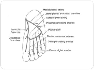 Medial Plantar Artery