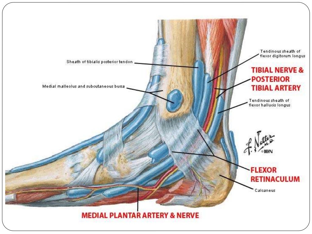 Plantar vessels and nerves