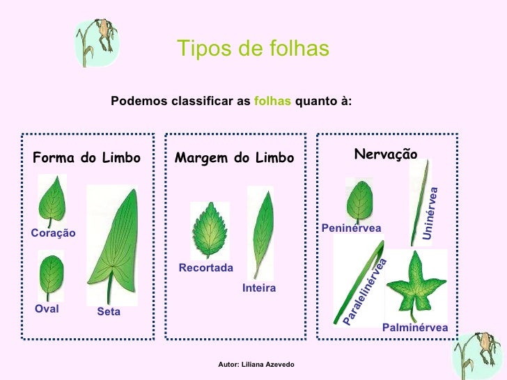 Plantas