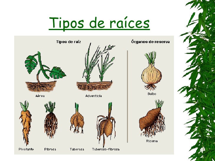 Plantas