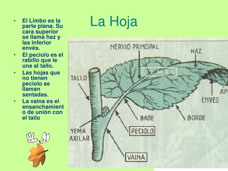 Que es el limbo - lopersimaging