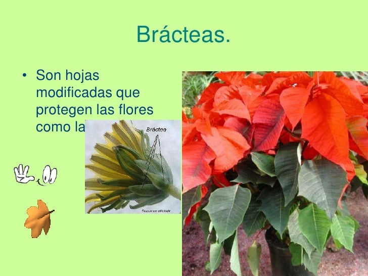 Plantas
