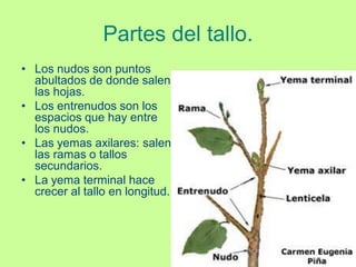 Plantas | PDF