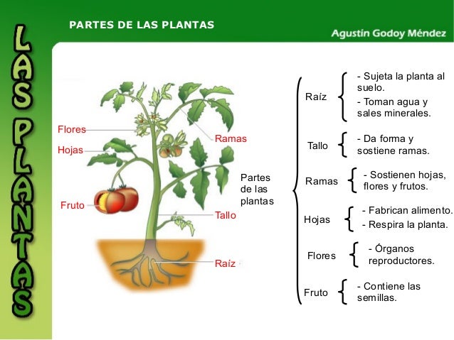 Plantas