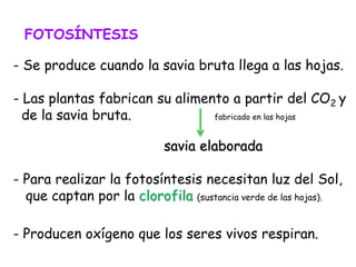 Las plantas | PPSX