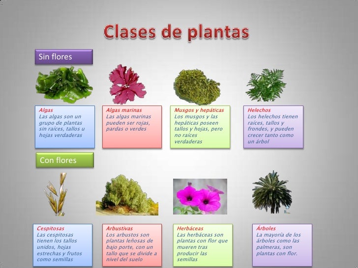Plantas