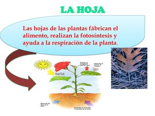 Plantas por Viviana Sánchez | PPTX