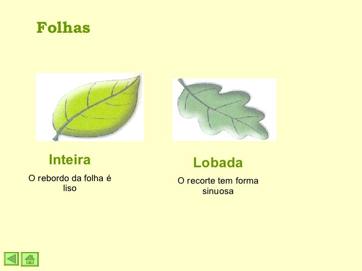 Plantas