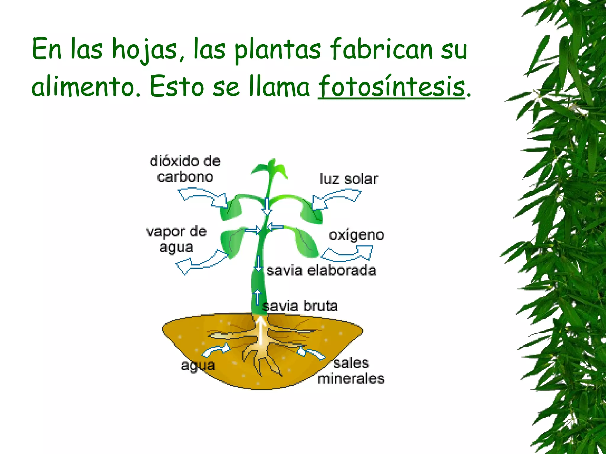 Plantas | PPT