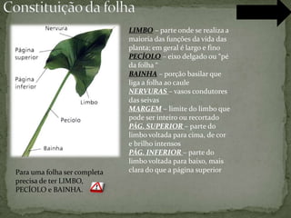 Plantas PT | PPTX