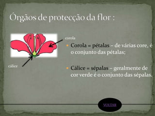 Plantas PT | PPTX