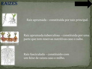 Plantas PT | PPTX