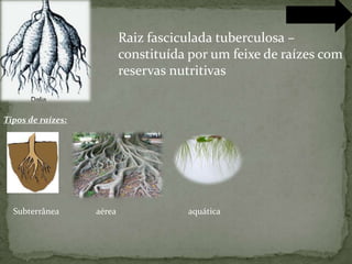 Plantas PT | PPTX