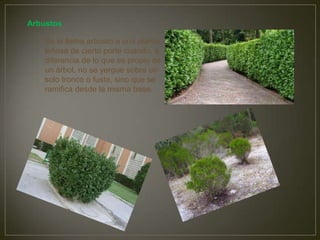 Plantas | PPTX