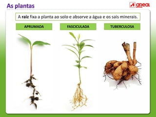 Plantas | PDF