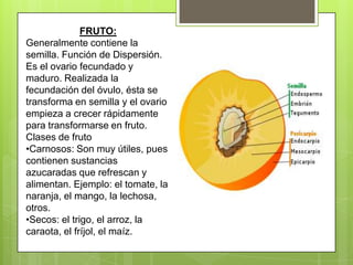 Las Plantas y sus funciones | PPTX