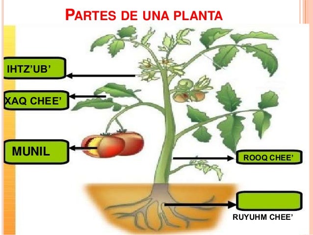 Plantas.