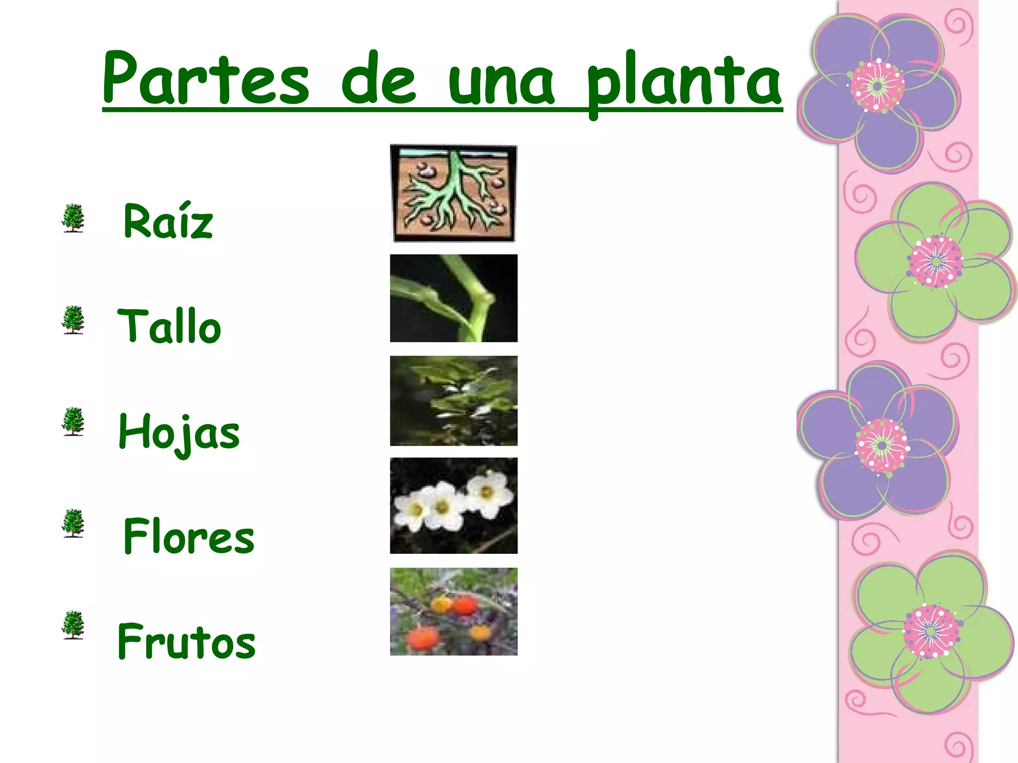 Las plantas | PPT