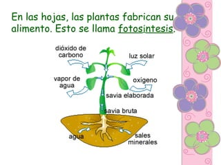 Las plantas | PPT