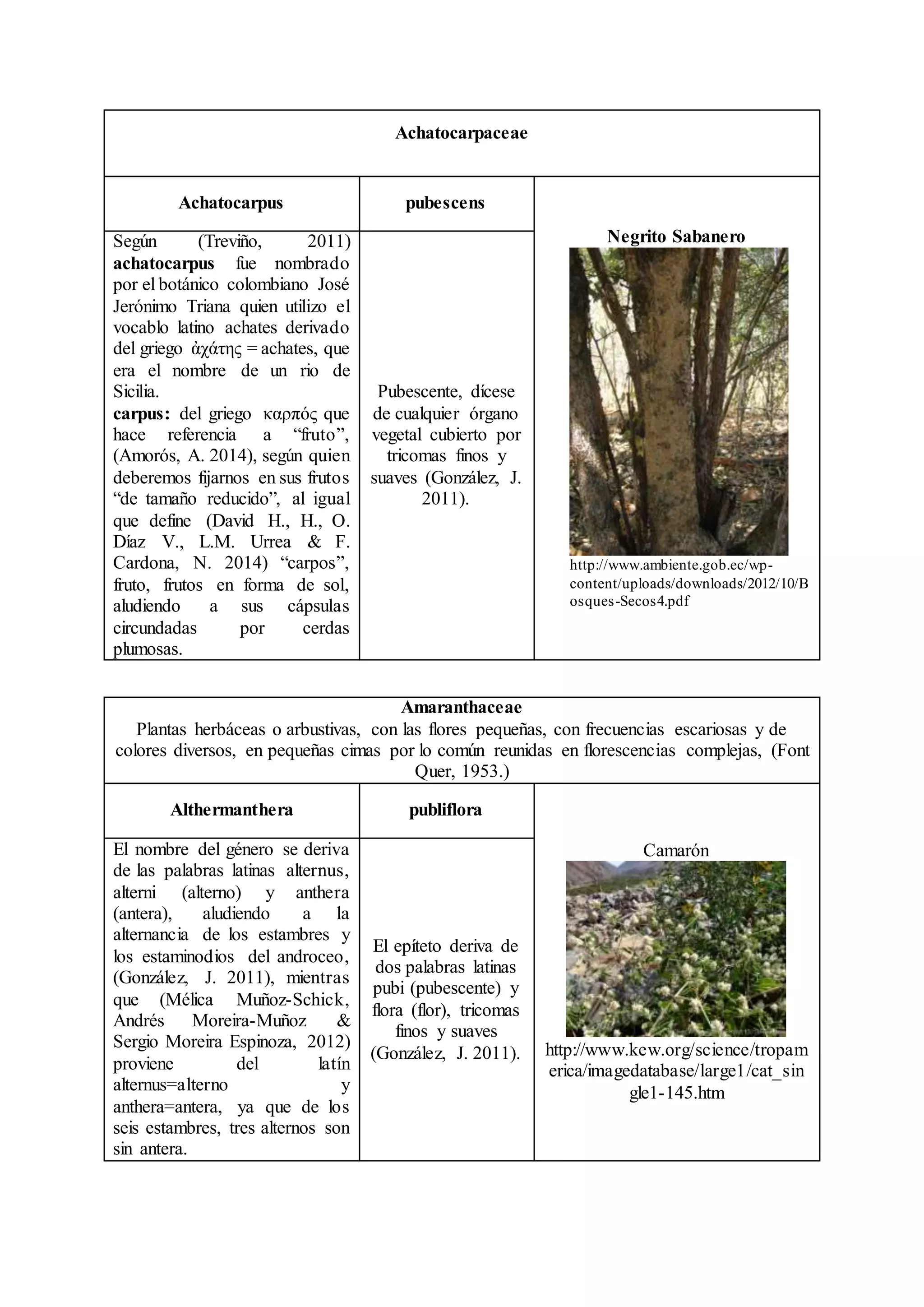 PLANTAS: ETIMOLOGÍA | DOCX