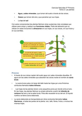 Plantas | PDF