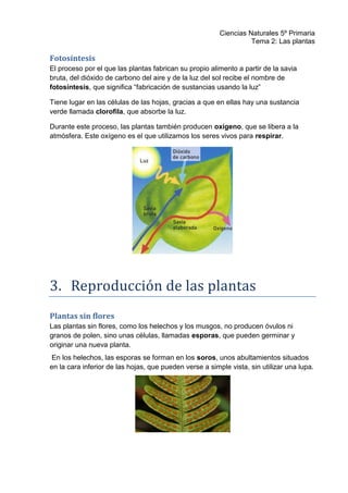 Plantas | PDF
